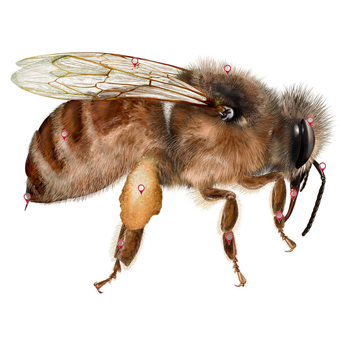 A visual approach to knowledge - QA international