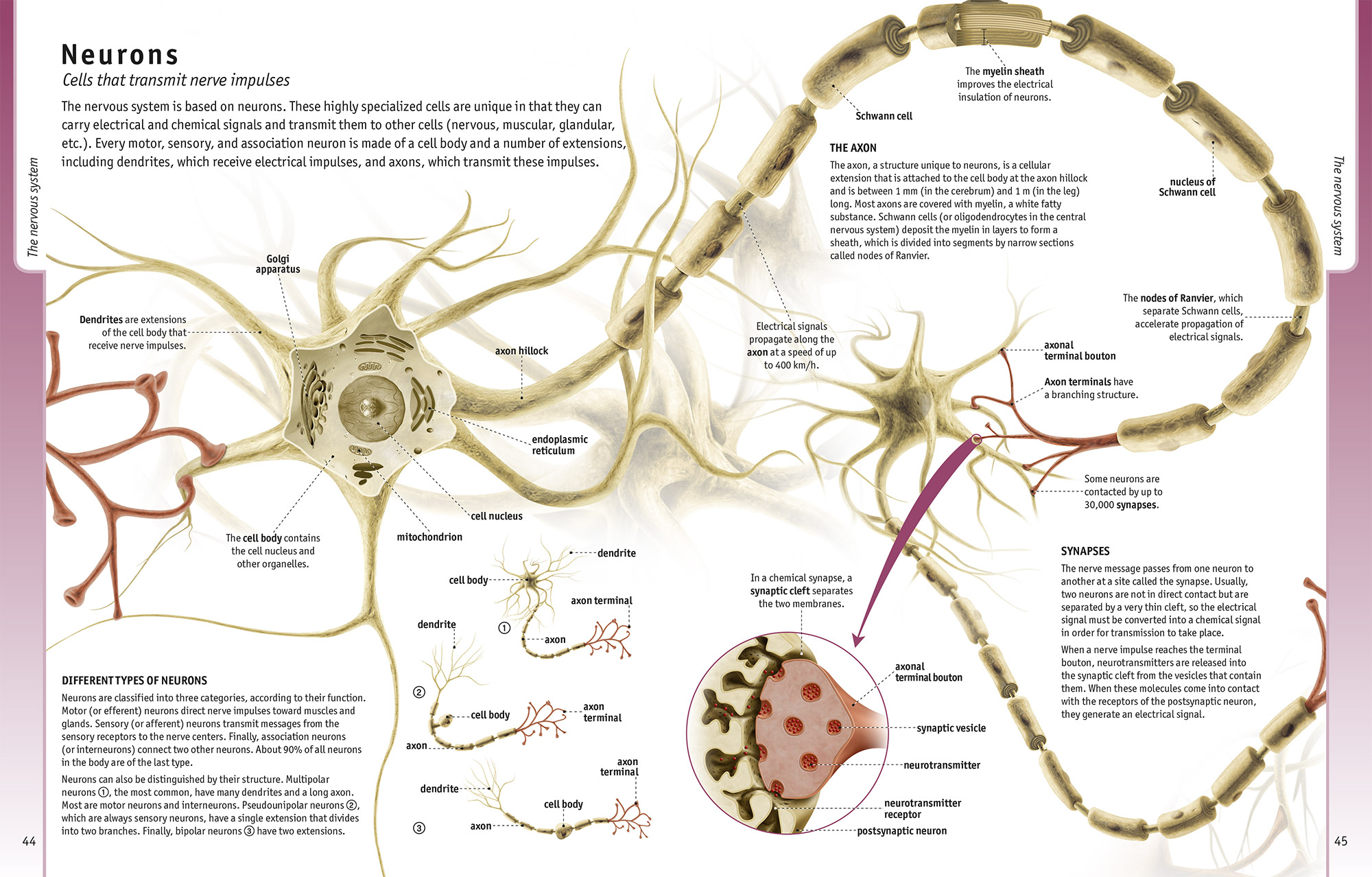 Understanding the Human Body - QA international