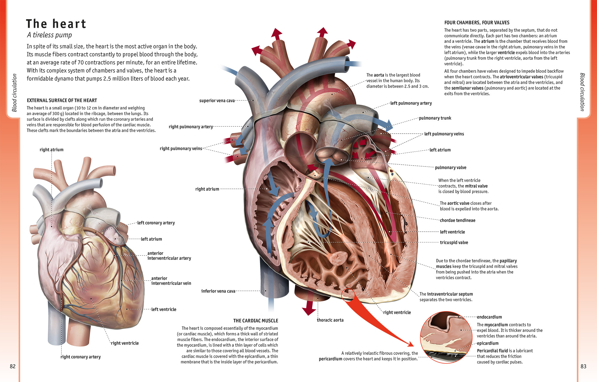 Understanding the Human Body - QA international