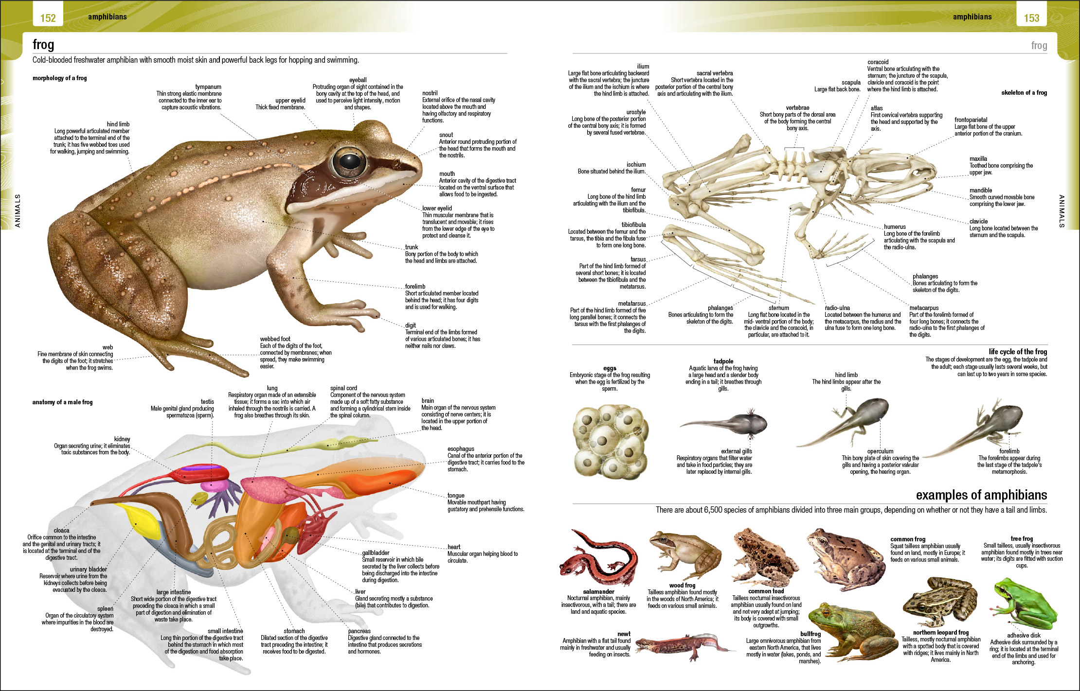 Visual Dictionaries - QA international